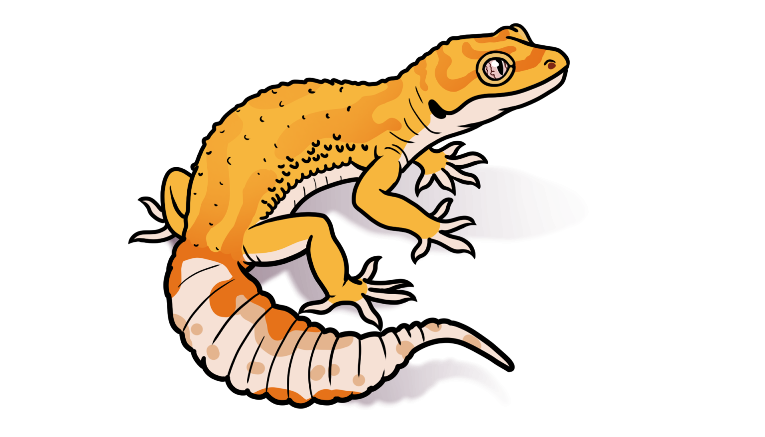 Instant Gecko - Morphes et génétique du gecko léopard