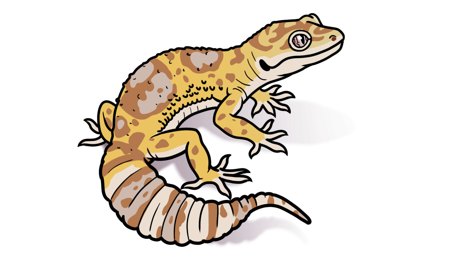 Instant Gecko - Morphes et génétique du gecko léopard
